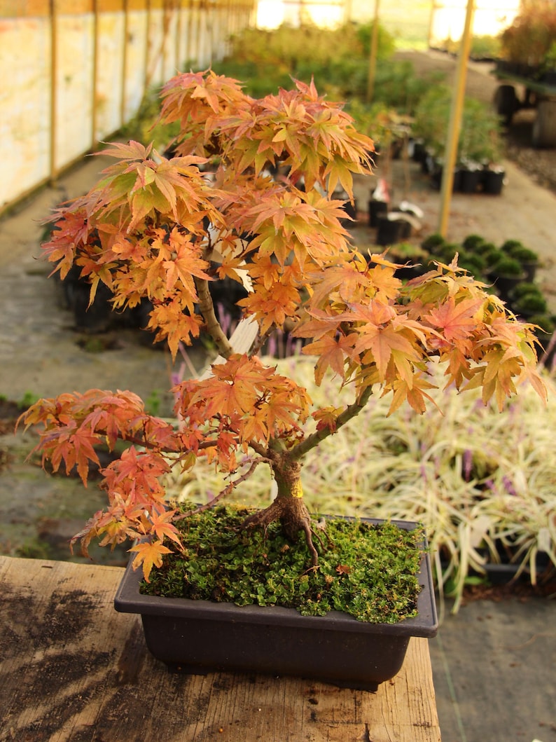 Mystic Mikawa Seedling Japanese Maple Bonsai Sokan Style 10" Tall - Etsy