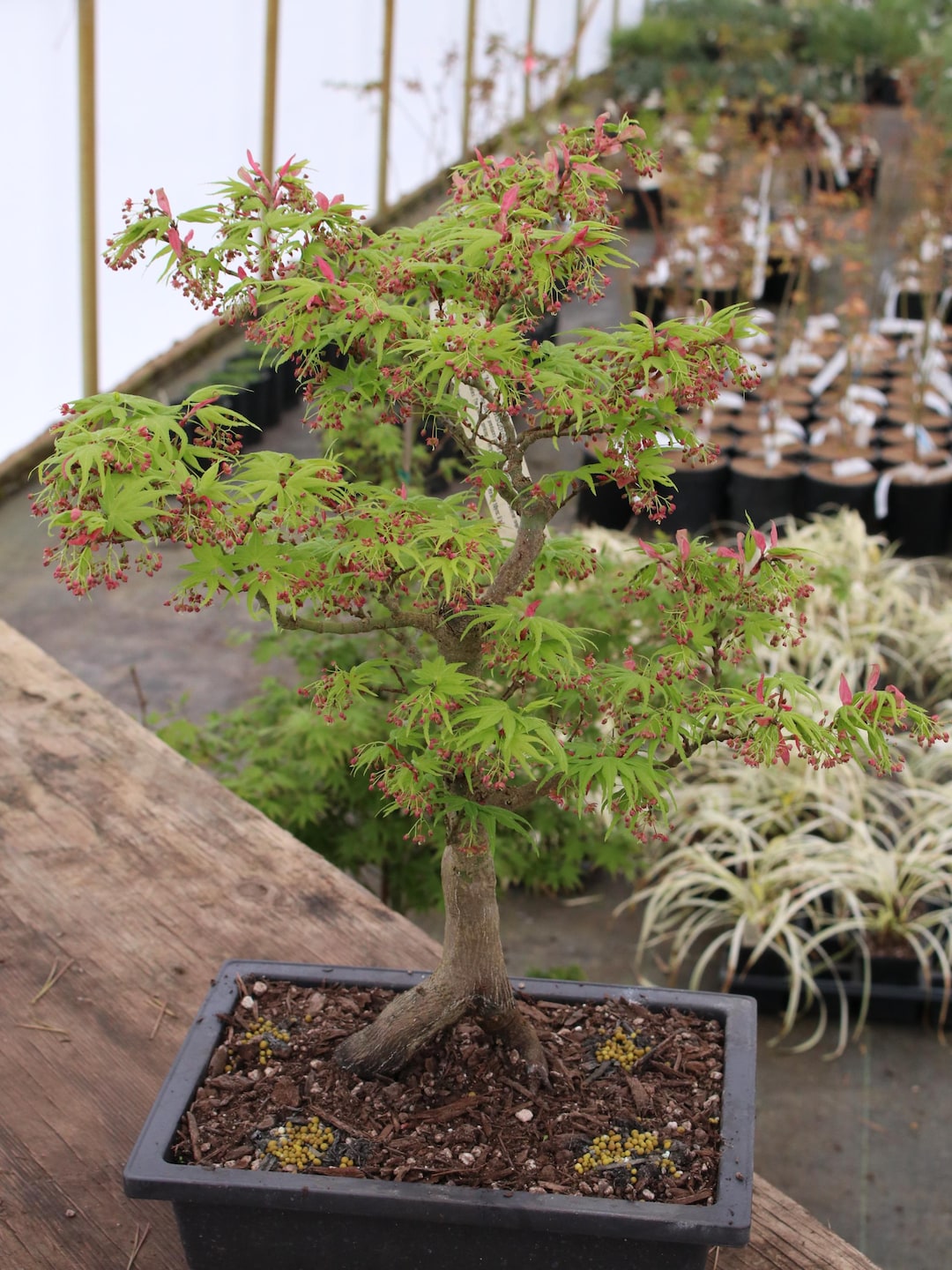 Mikawa Yatsubusa Japanese Maple Bonsai With Nebari in Moyogi Style 10 ...