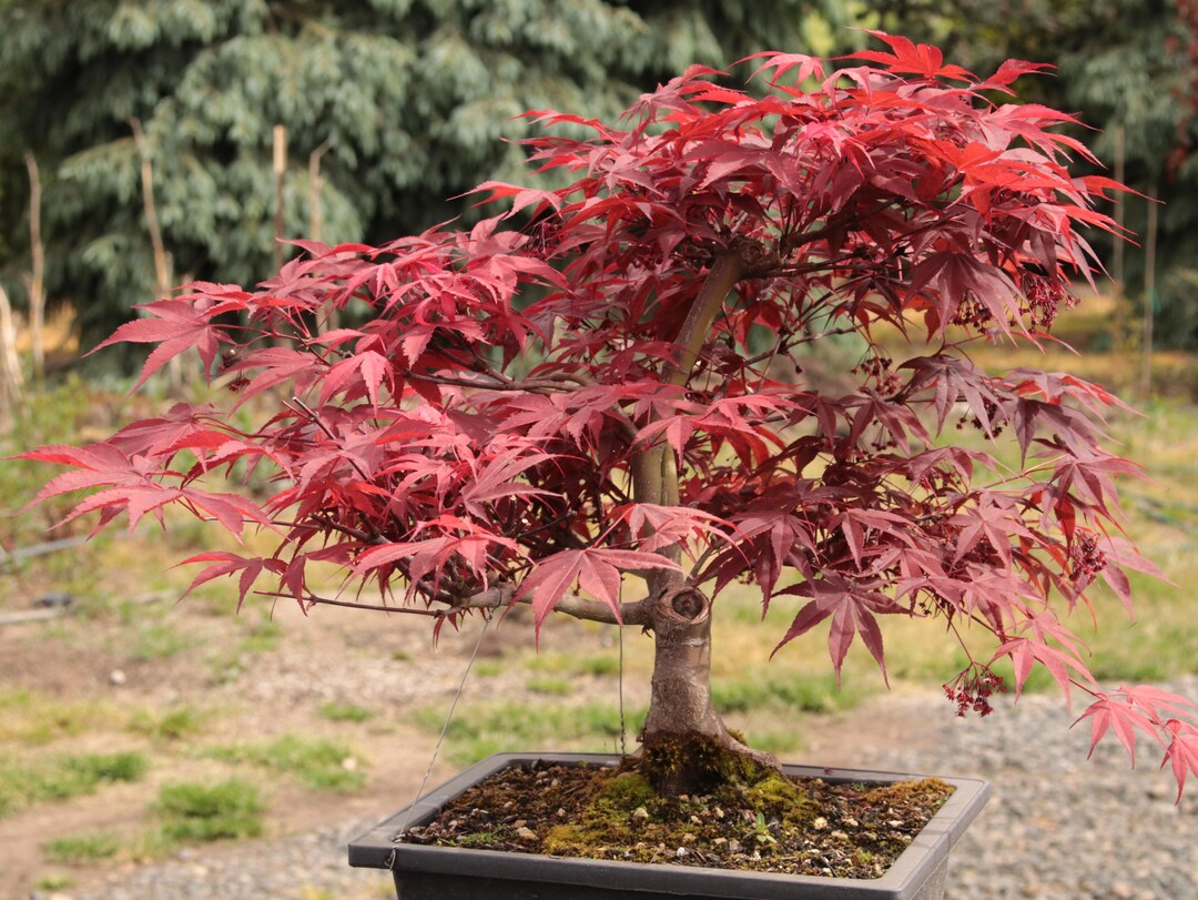 Red Japanese Maple Bonsai Han-kengai Style 15" - Etsy
