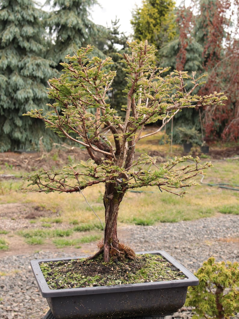 North Light Dawn Redwood Bonsai Hokidachi Style 20" - Etsy