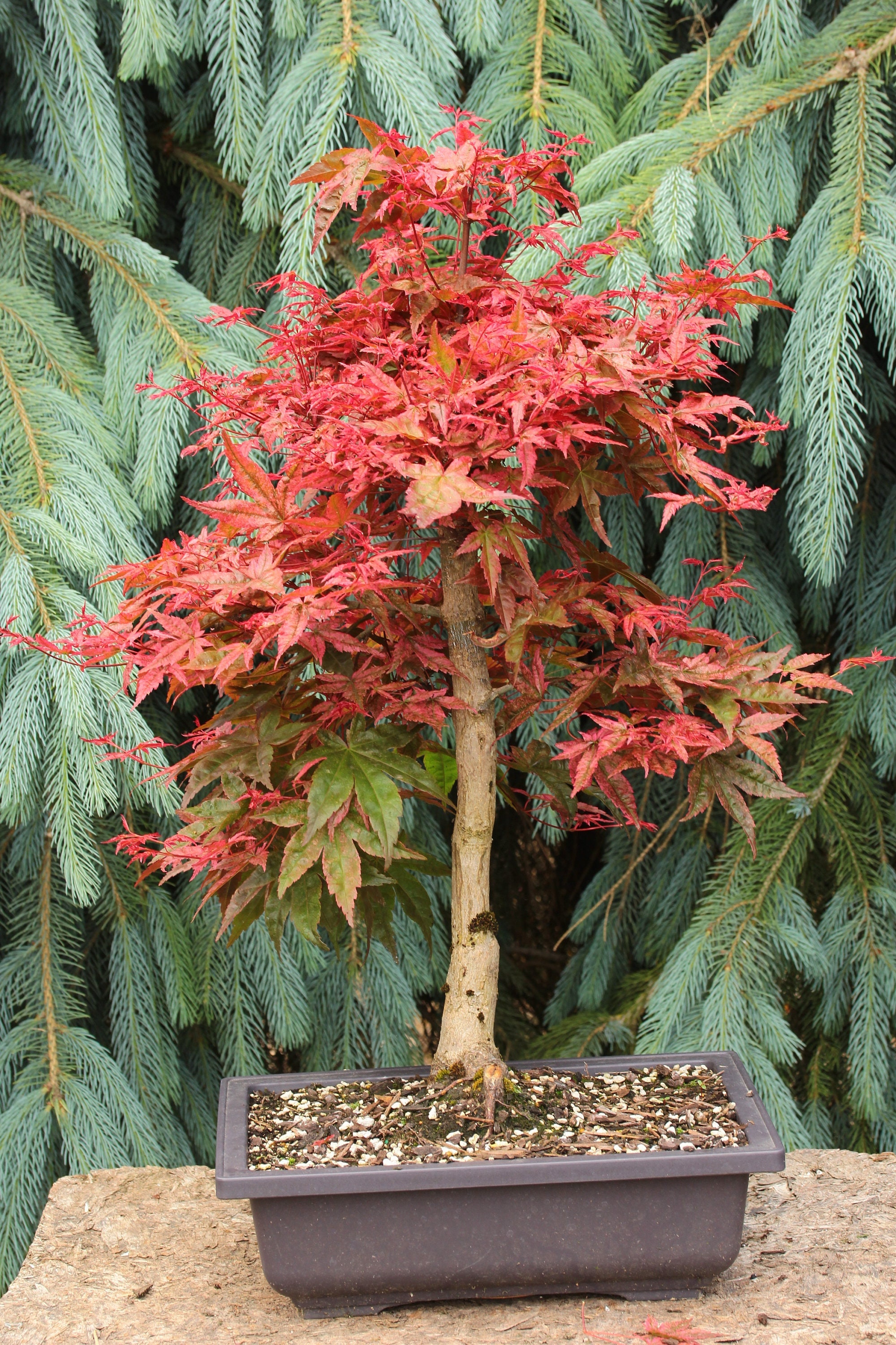 Red Japanese Maple Bonsai Shin Deshojo Type Chokkan Style 20" Tall - Etsy