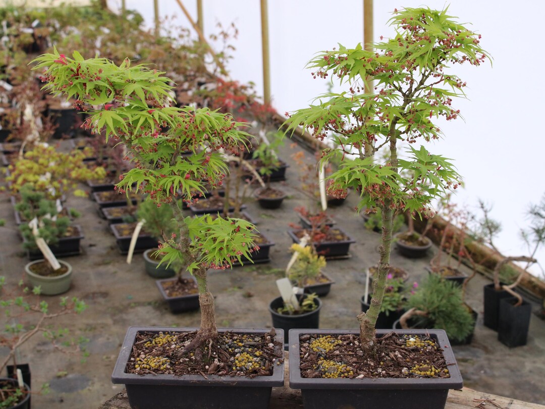 Mikawa Yatsubusa Japanese Maple Bonsai Shakkan Style 8" Tall - Etsy