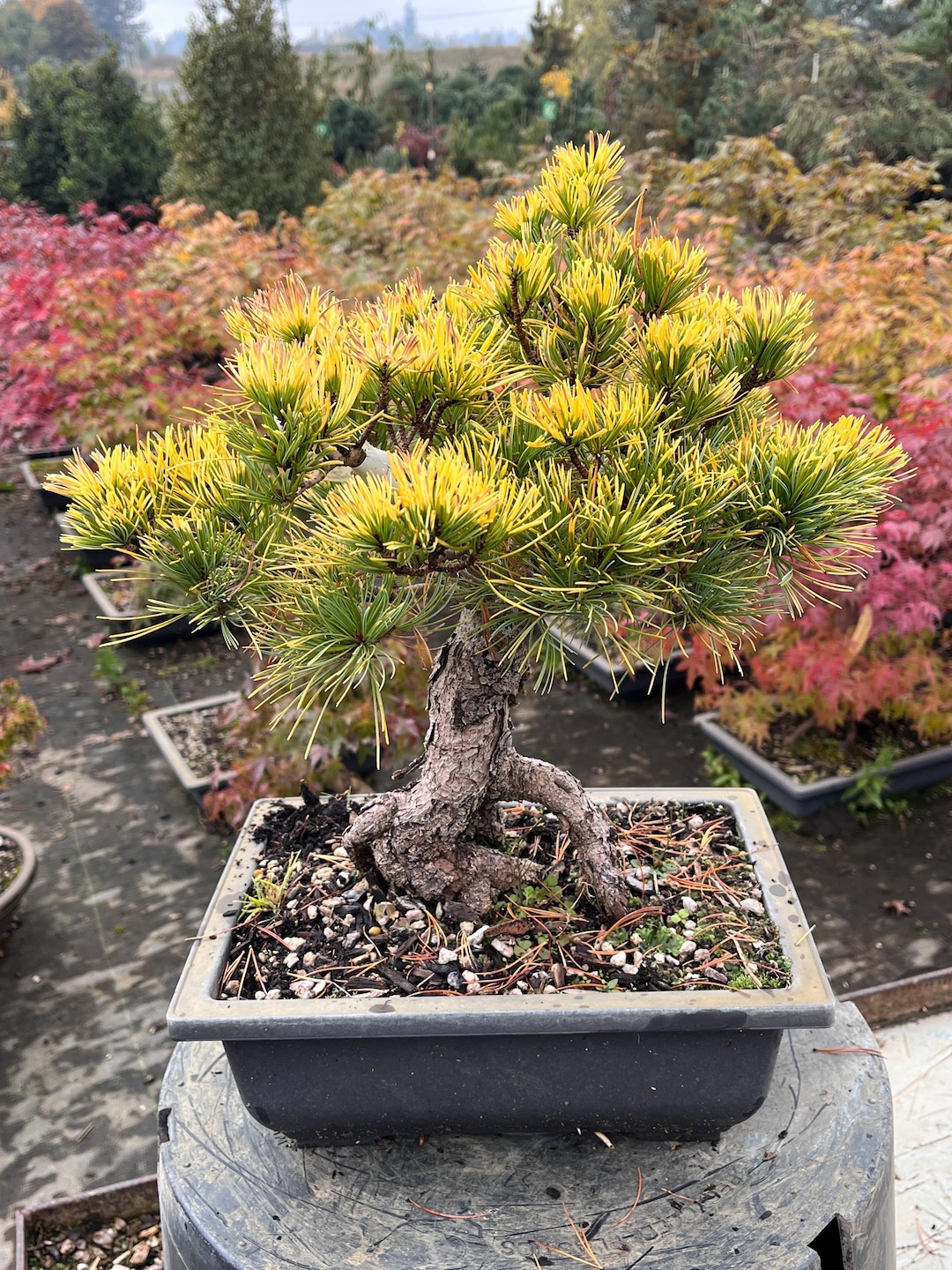 Goldilocks Japanese White Pine Bonsai Neagari Form 10" - Etsy