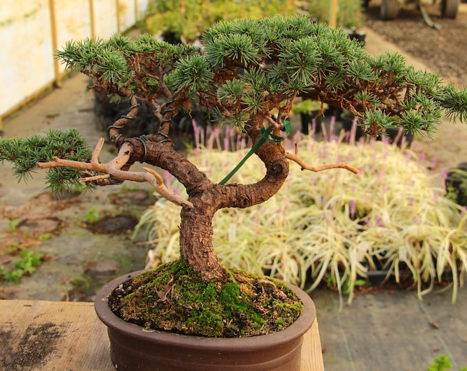 Green Prince Cedar of Lebanon Bonsai Sokan Style 10" Wide - Etsy