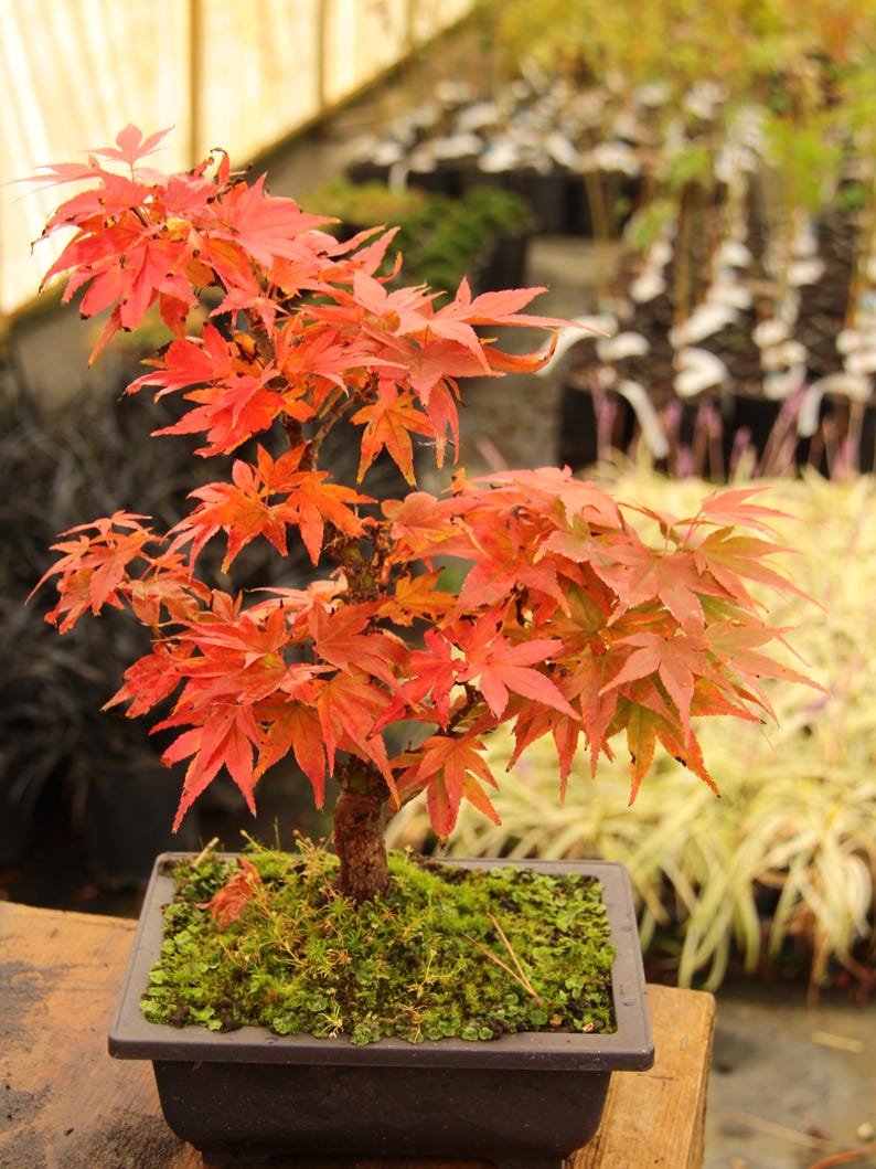 Mikawa Yatsubusa Japanese Maple Bonsai Moyogi Style 8" Tall - Etsy