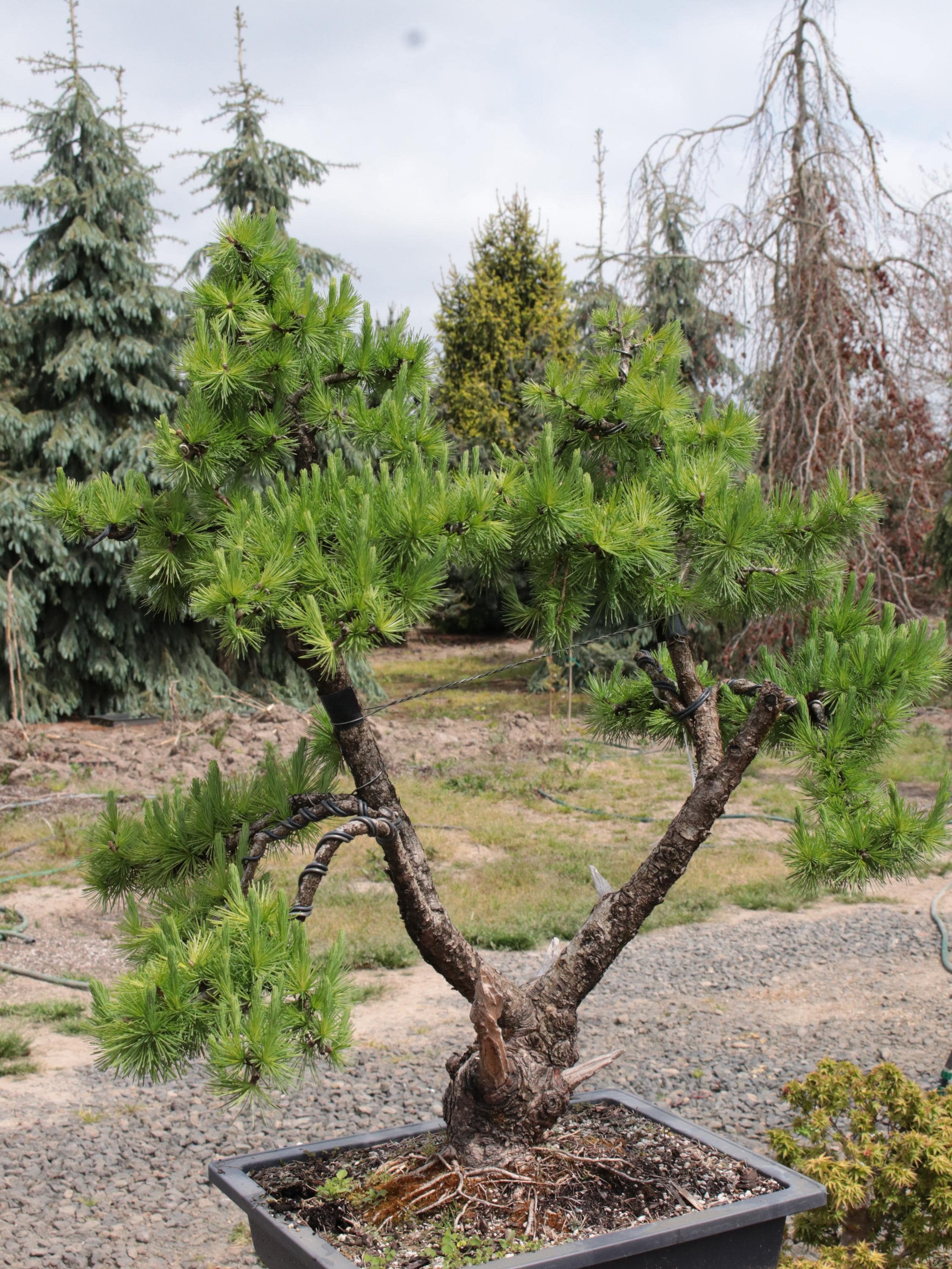 Dwarf European Larch Bonsai Sokan Style 24" - Etsy