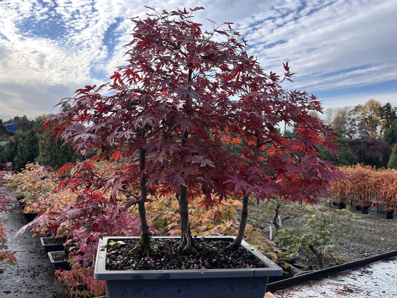 Kandy Kitchen Japanese Maple Bonsai Forest Yose-ue Style 12" Tall - Etsy