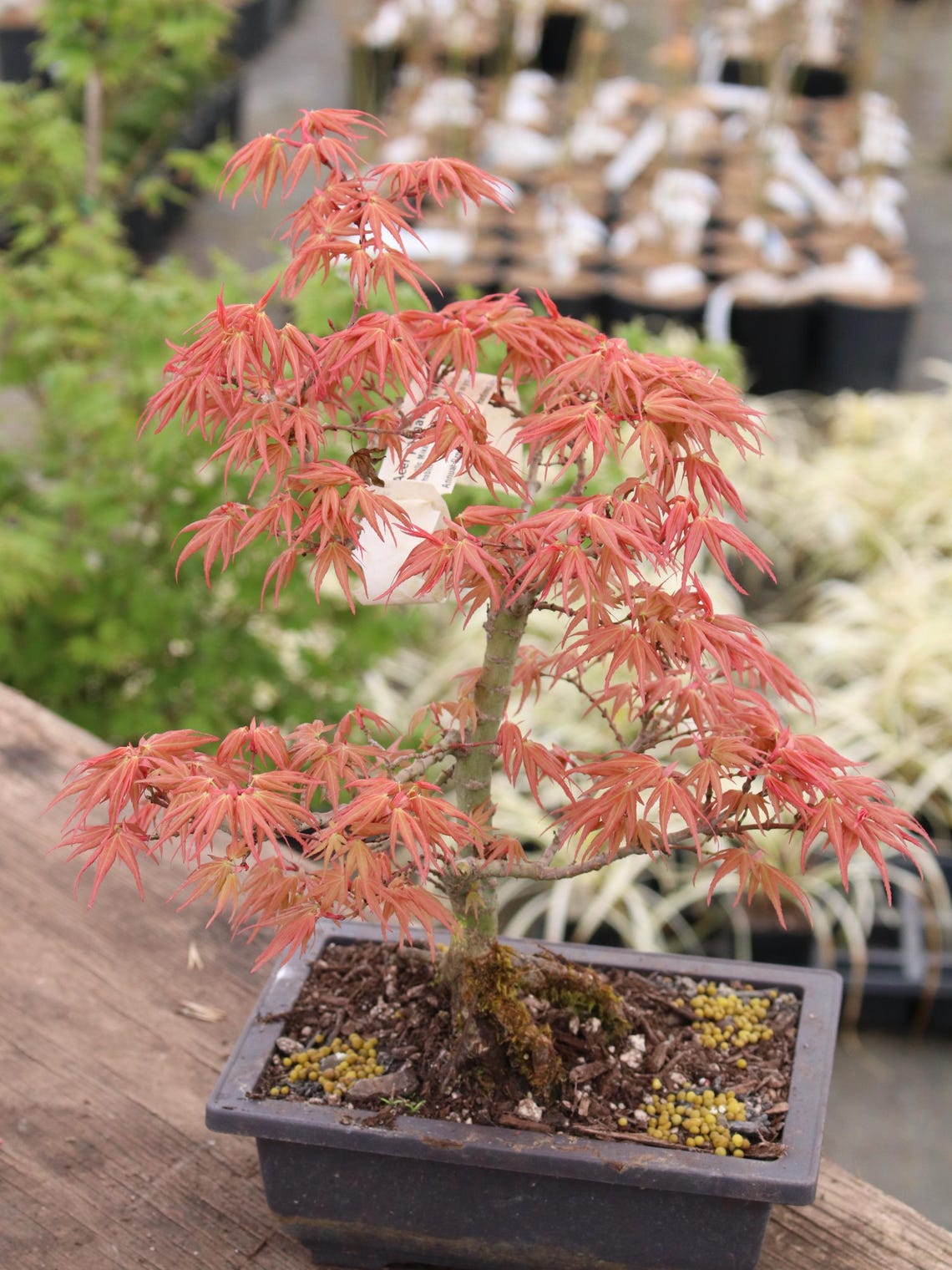 Mystic Mikawa Japanese Maple - Etsy