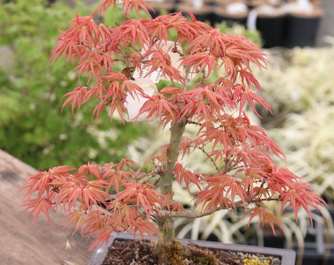 Mystic Mikawa Japanese Maple - Etsy