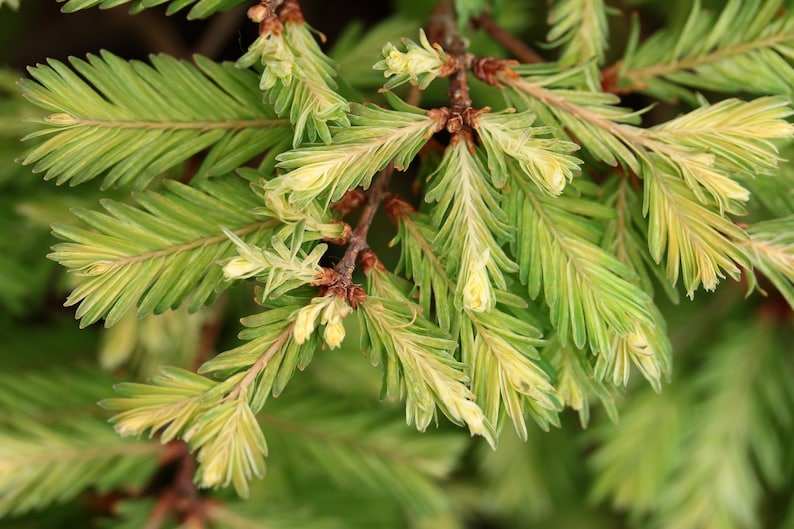 North Light Dawn Redwood Bonsai Hokidachi Style 20" - Etsy