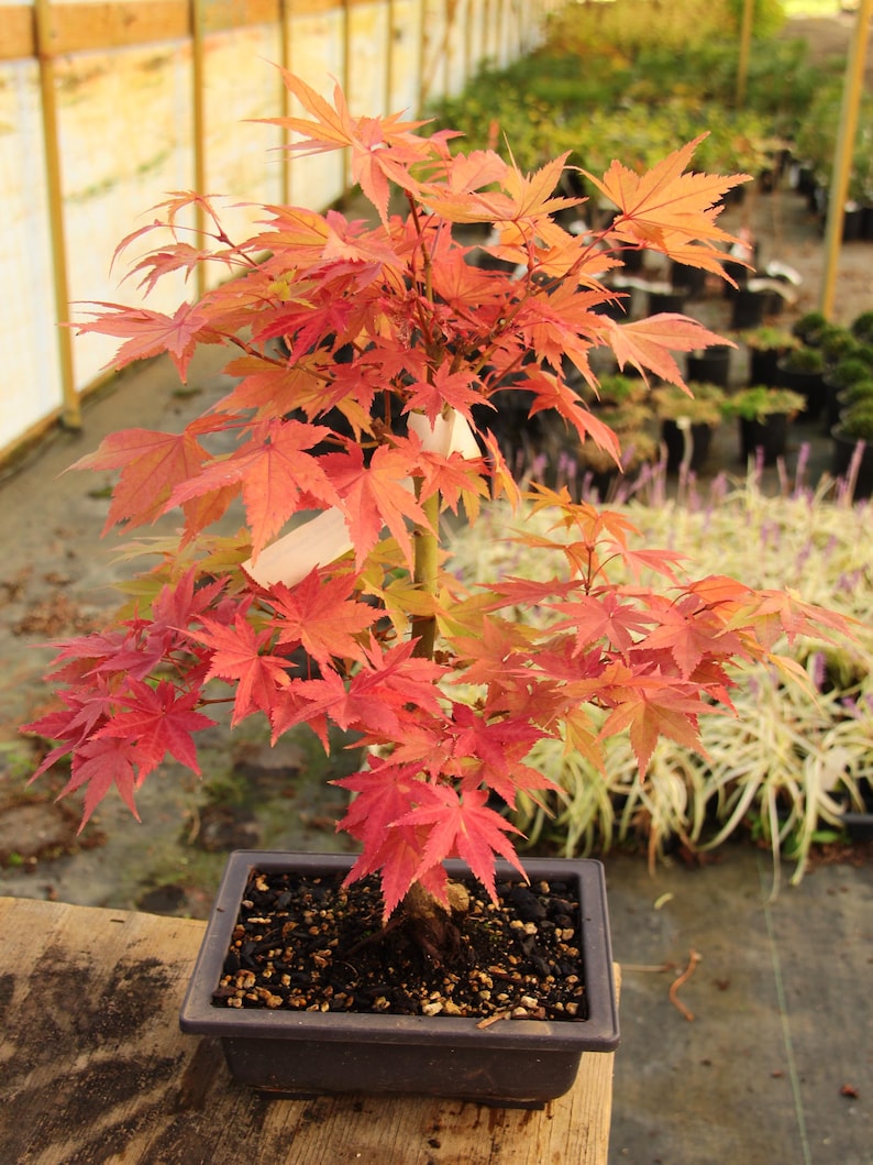 Summer Gold Japanese Maple Bonsai Chokkan Style 10" Tall - Etsy