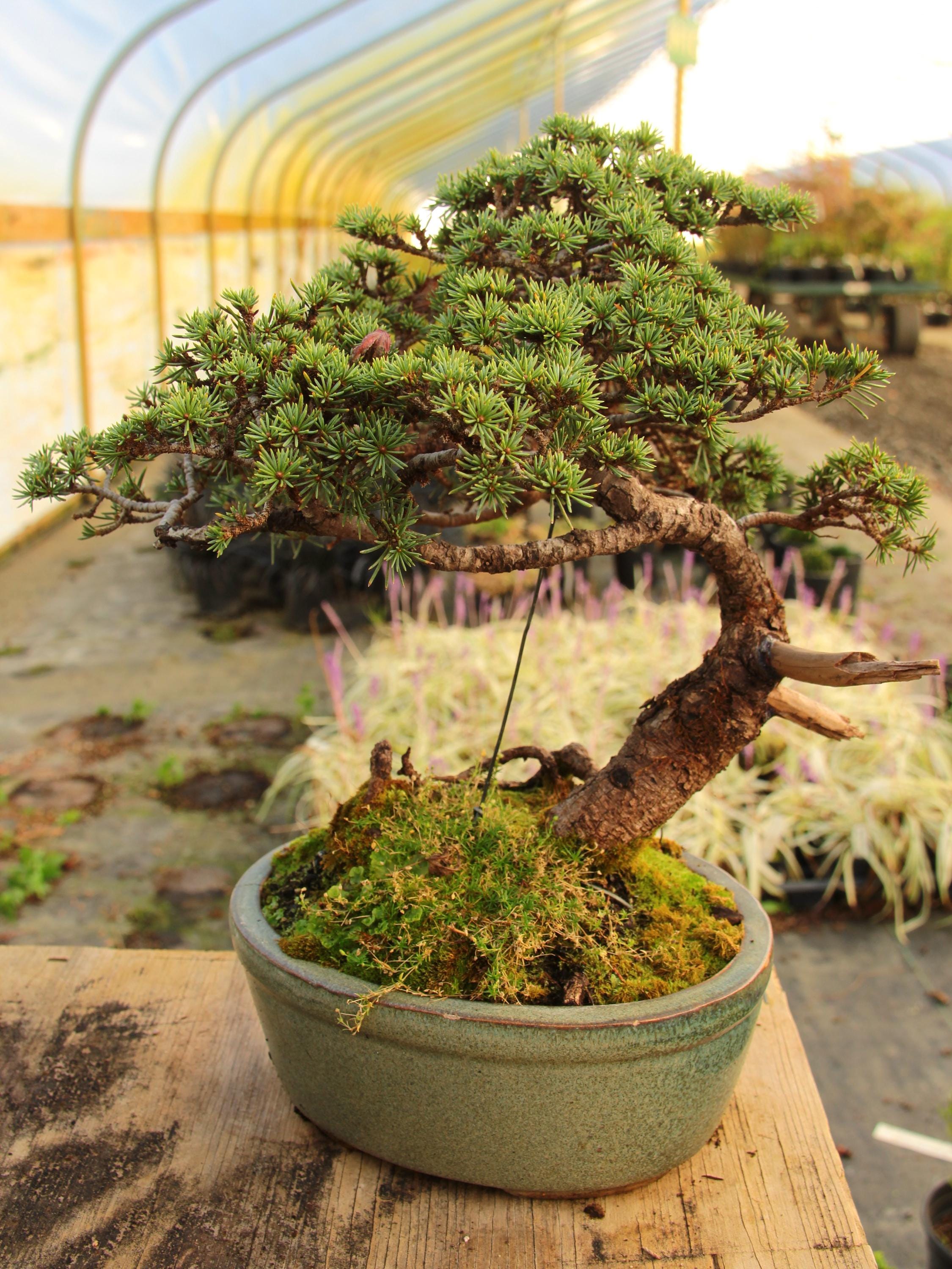 Green Prince Cedar of Lebanon Bonsai Windswept Fukinagashi Style 8 ...