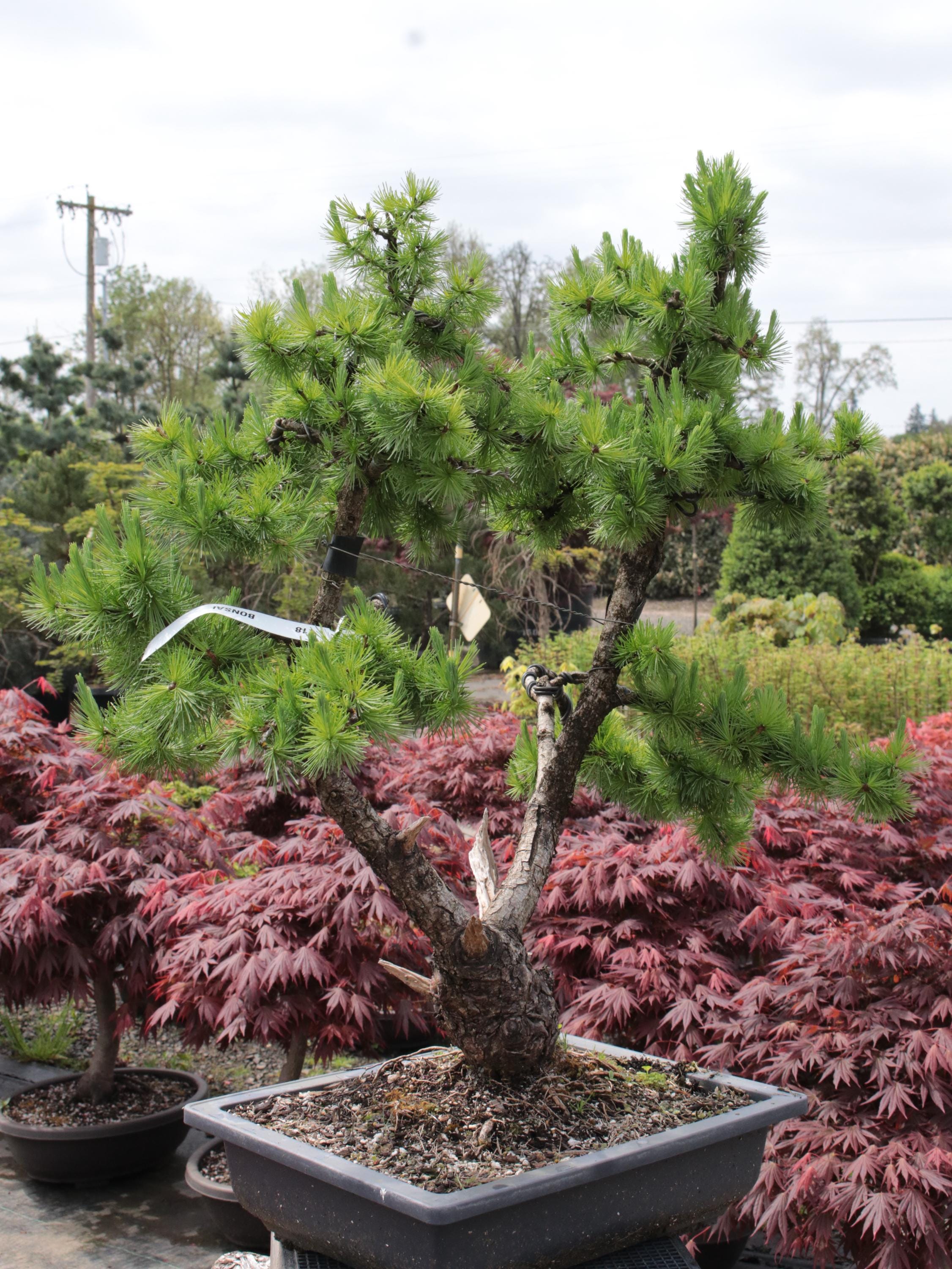 Dwarf European Larch Bonsai Sokan Style 24" - Etsy