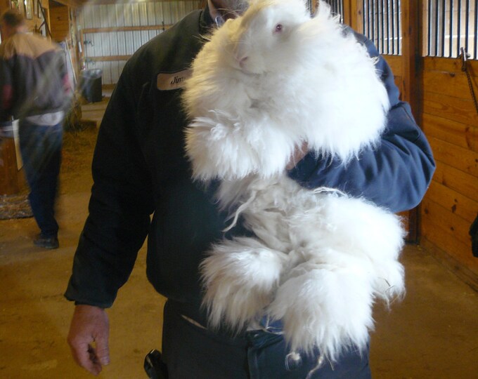 White German Angora Rabbit Wool Angora Rabbit Raw Fiber White 1 Ounce ...