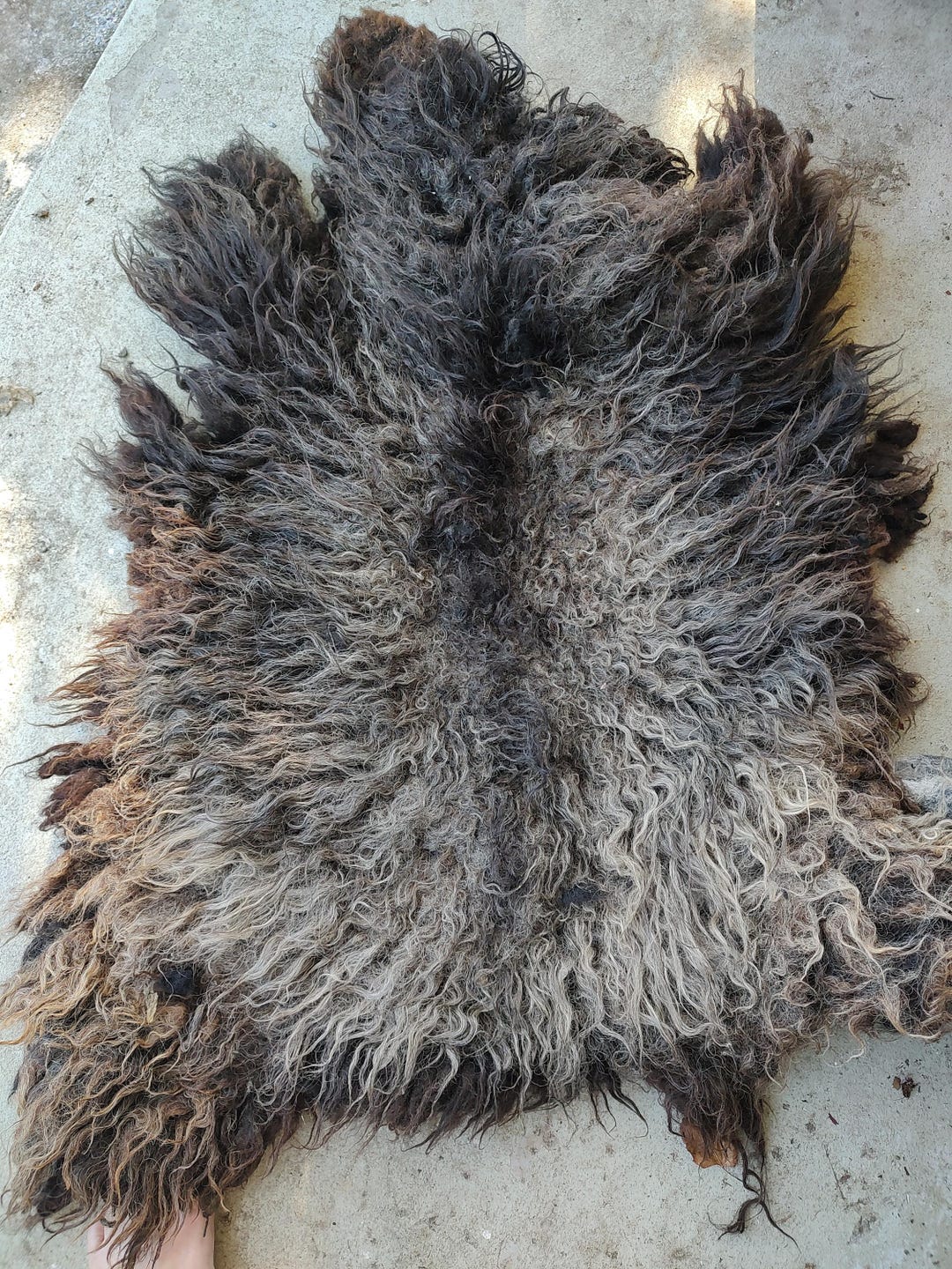 Hebridian Raw Fleece Sheared off Semi Felted on Back Lamb Fleece Grey ...