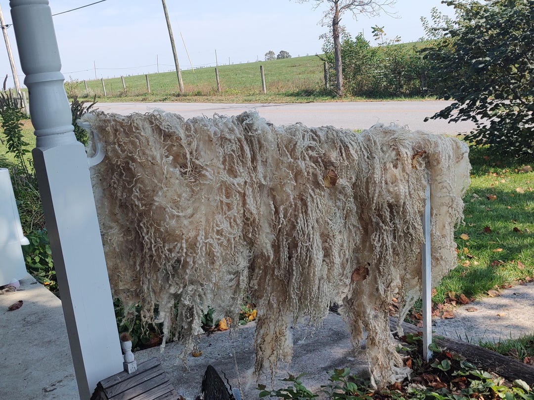 Wensyledale Extreme Length Shearling First Clip Raw Wool Full Fleece ...