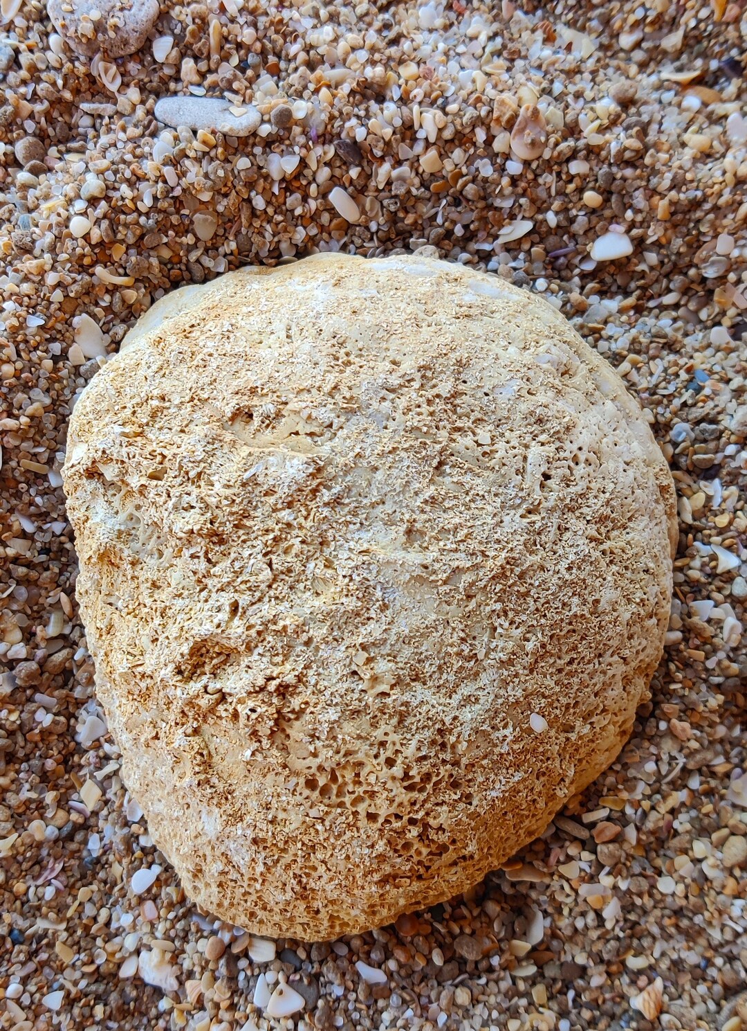 Fossil Seashells Collection Marine Fossils Prehistoric Seashells Gifts ...