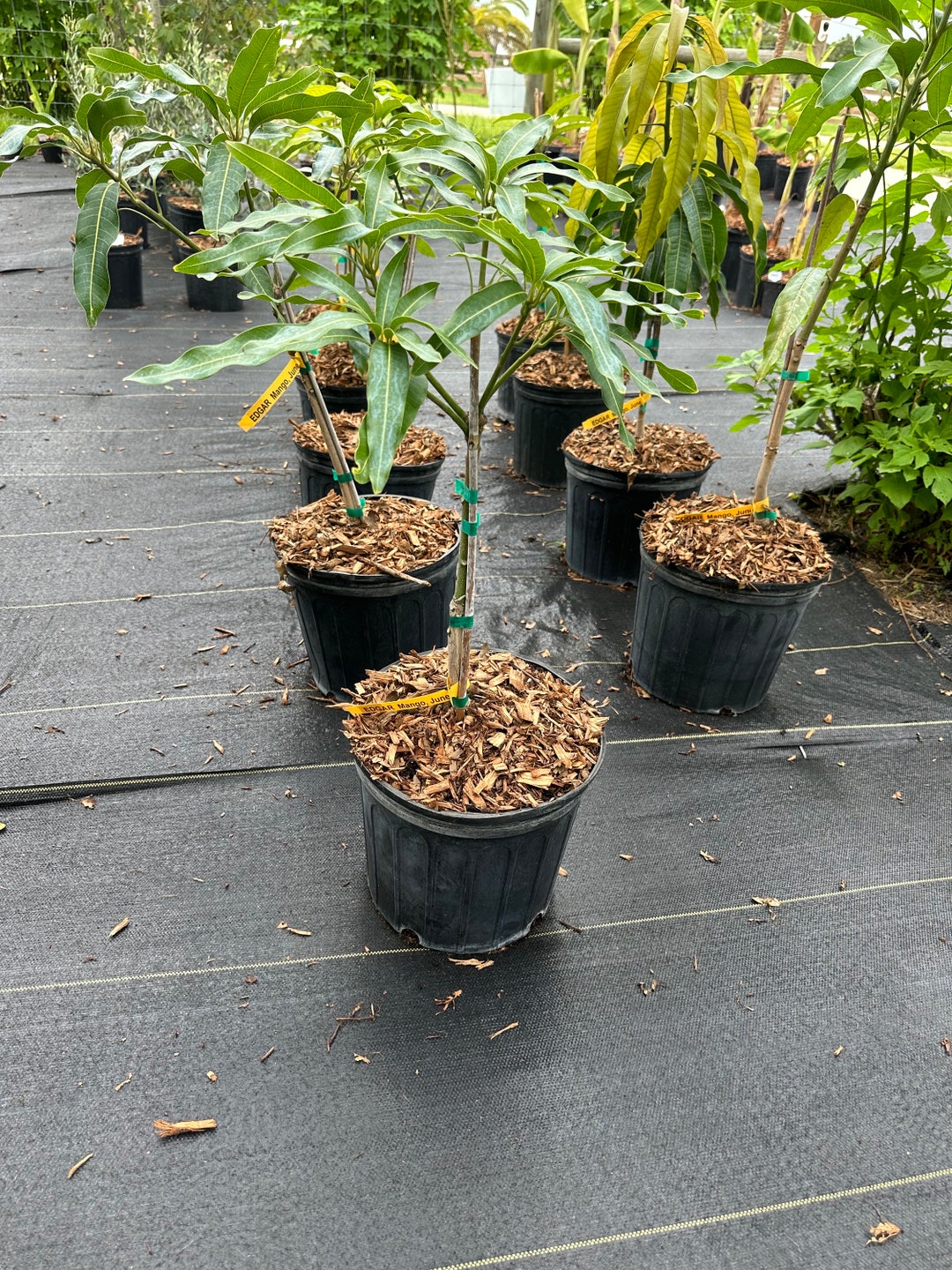 Mango - Edgar | 3 Gallon | Grafted | Zill High Performance Plants - Etsy