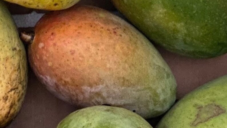 Mango - Edgar | 3 Gallon | Grafted | Zill High Performance Plants - Etsy