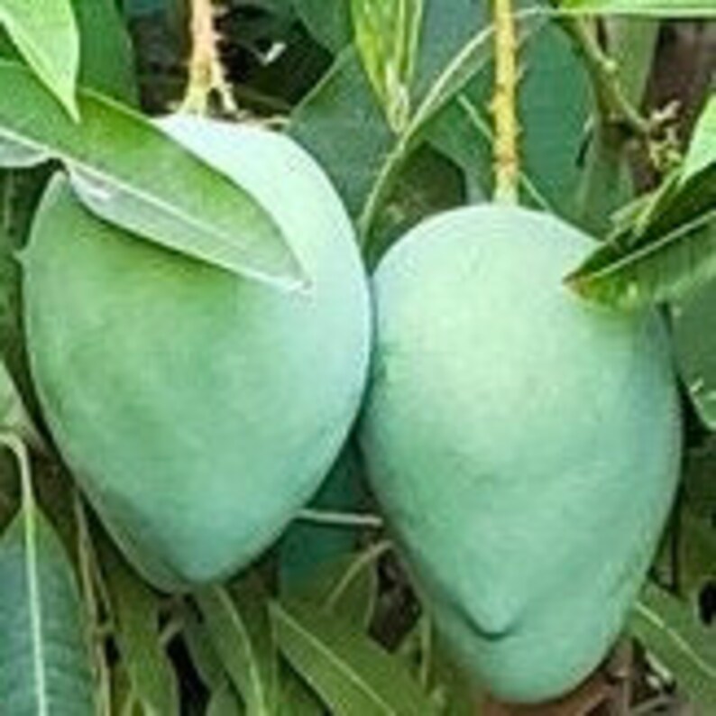Mango - M4 | 3 Gallon | Grafted | Zills High Performance Plants - Etsy