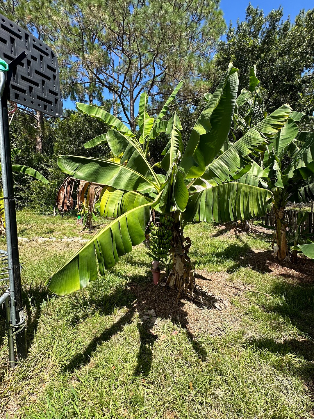Banana - Dwarf Cavendish | Bare Root | Organic | 1-3 Feet - Etsy