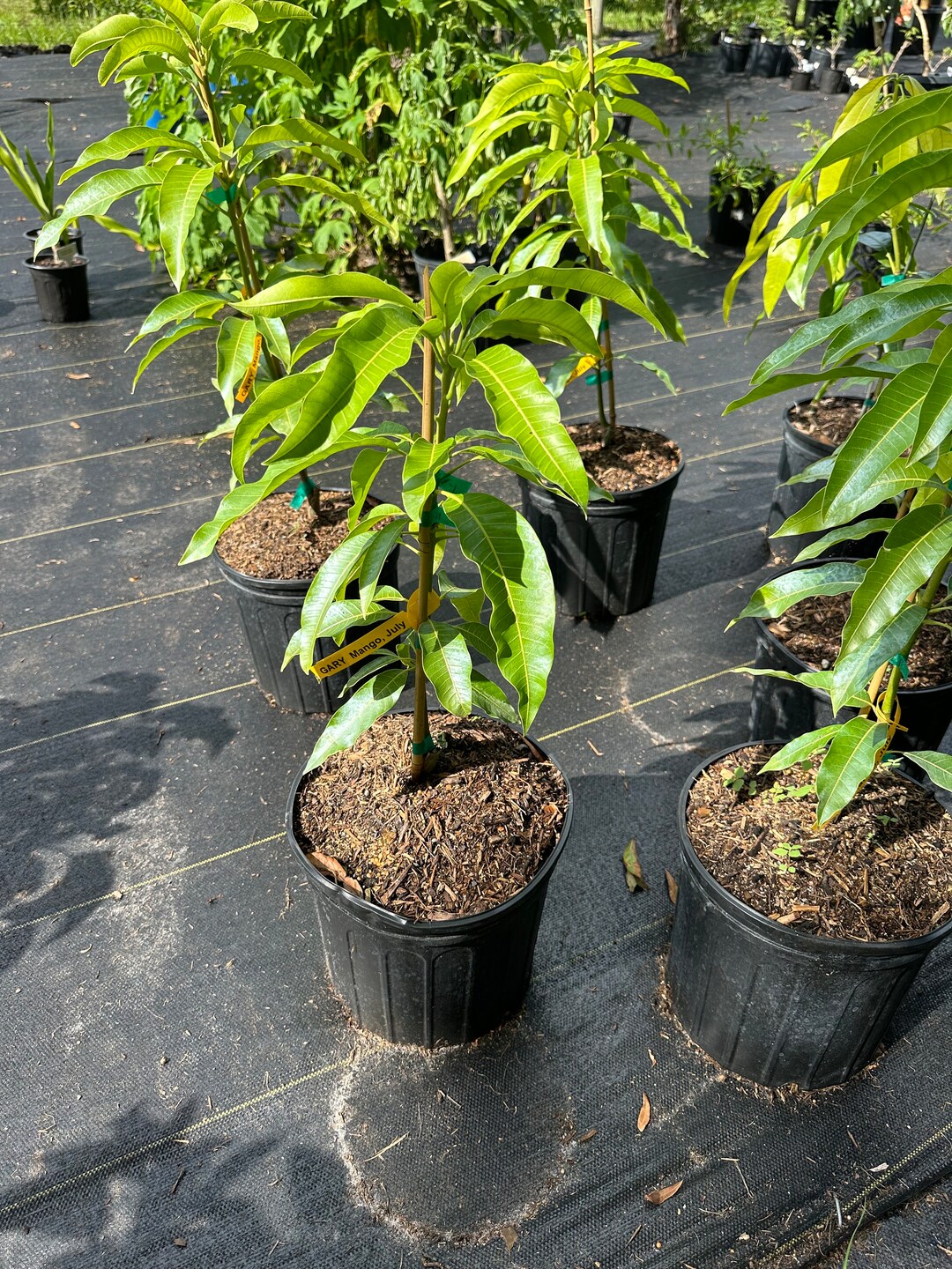 Mango - Gary | 3 Gallon | Grafted | Zill High Performance Plants - Etsy