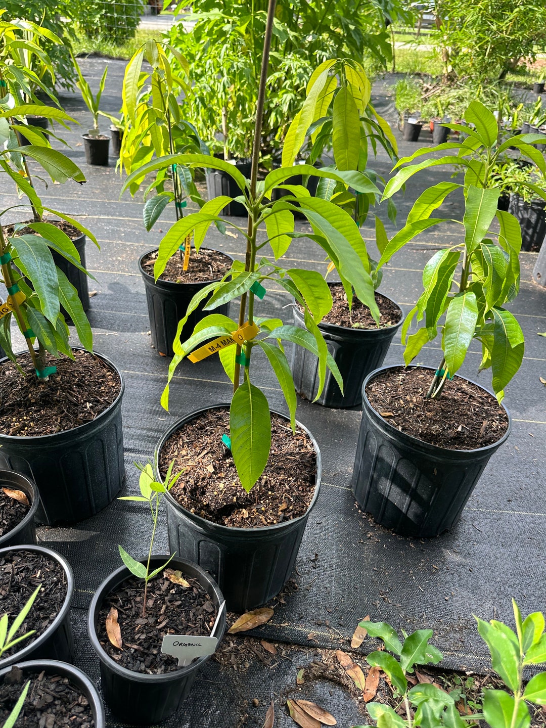 Mango - M4 | 3 Gallon | Grafted | Zills High Performance Plants - Etsy