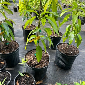 Mango - M4 | 3 Gallon | Grafted | Zills High Performance Plants - Etsy