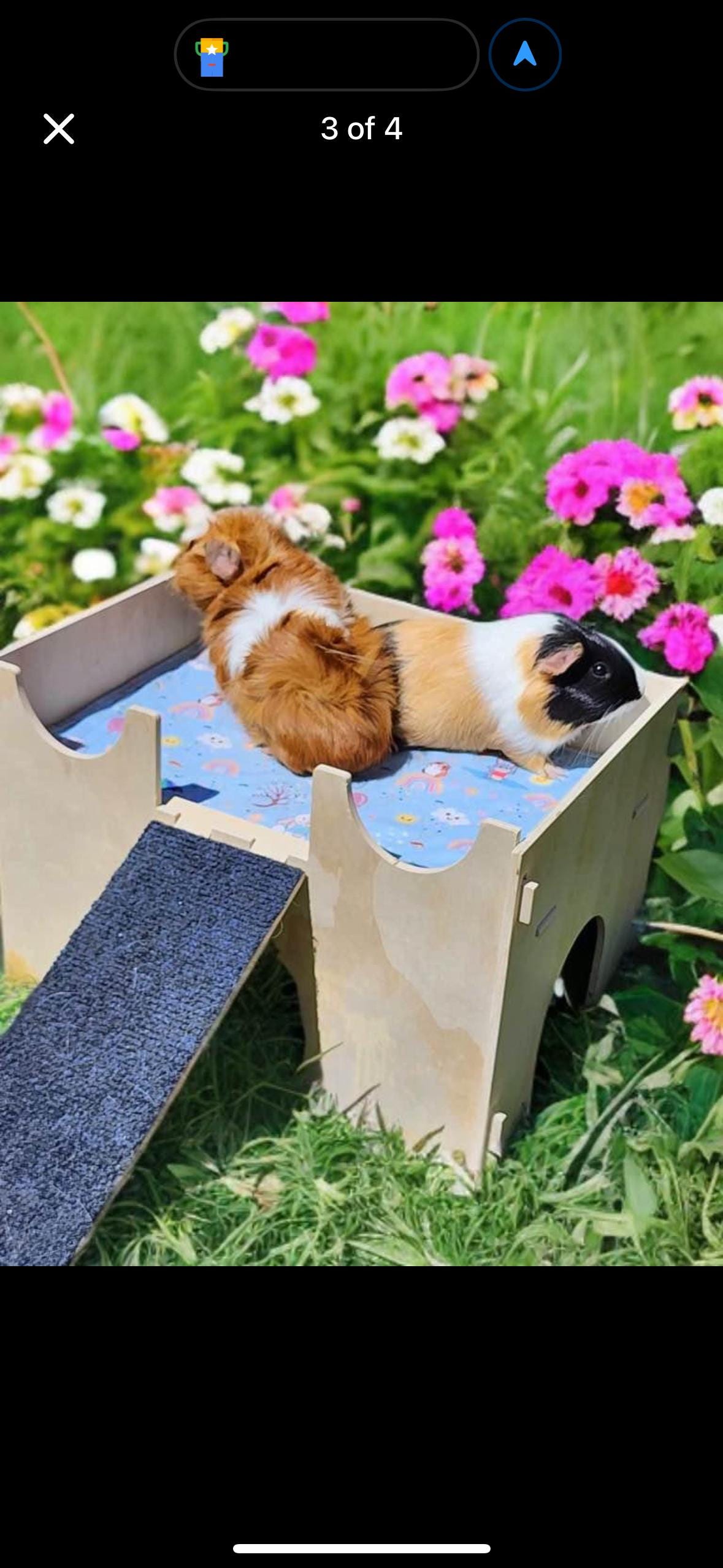 Guinea Pig Hideout for Small Pets - Etsy