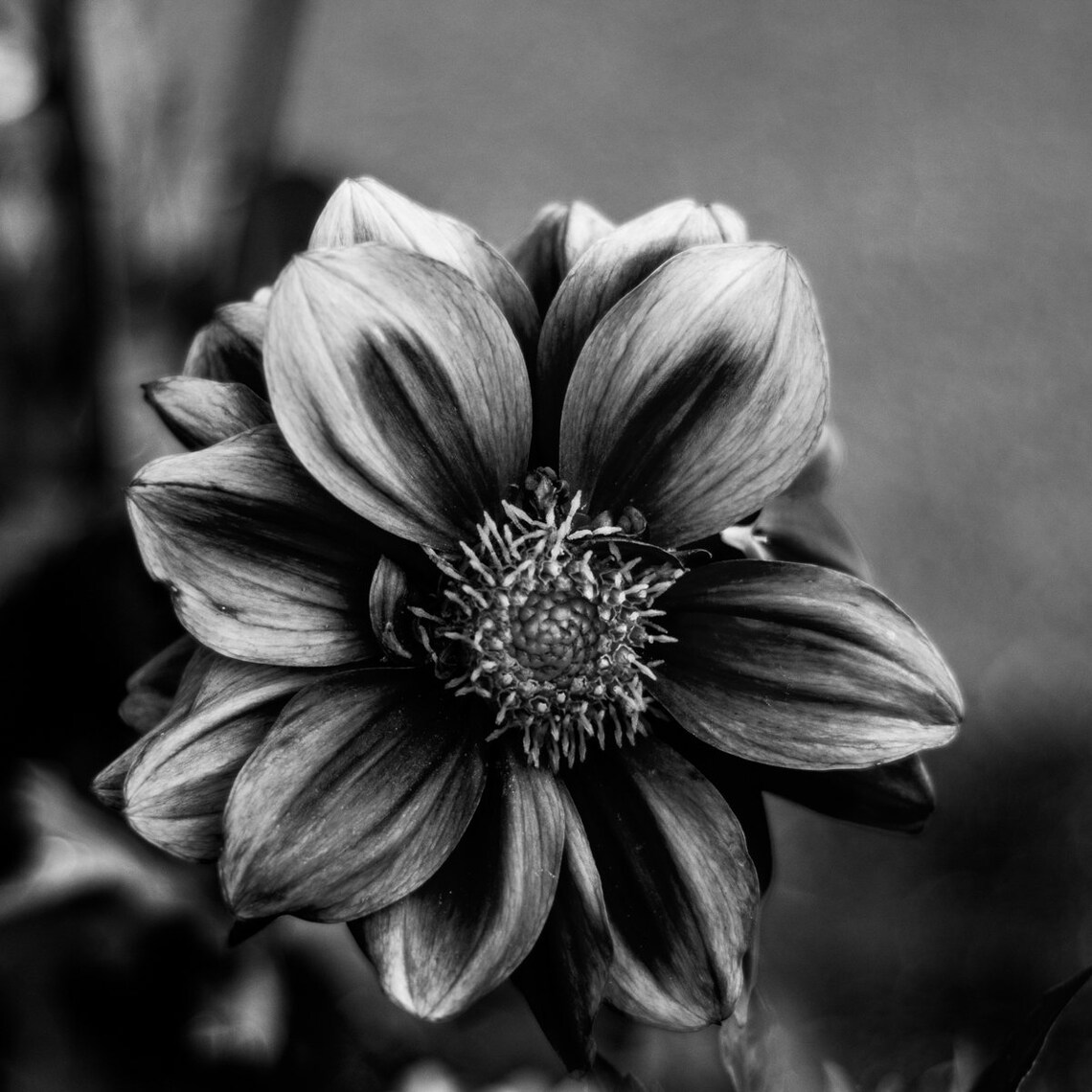 Printable Art BW Blooms Collection - Etsy
