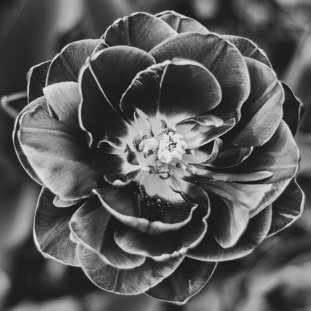 Printable Art BW Blooms Collection - Etsy