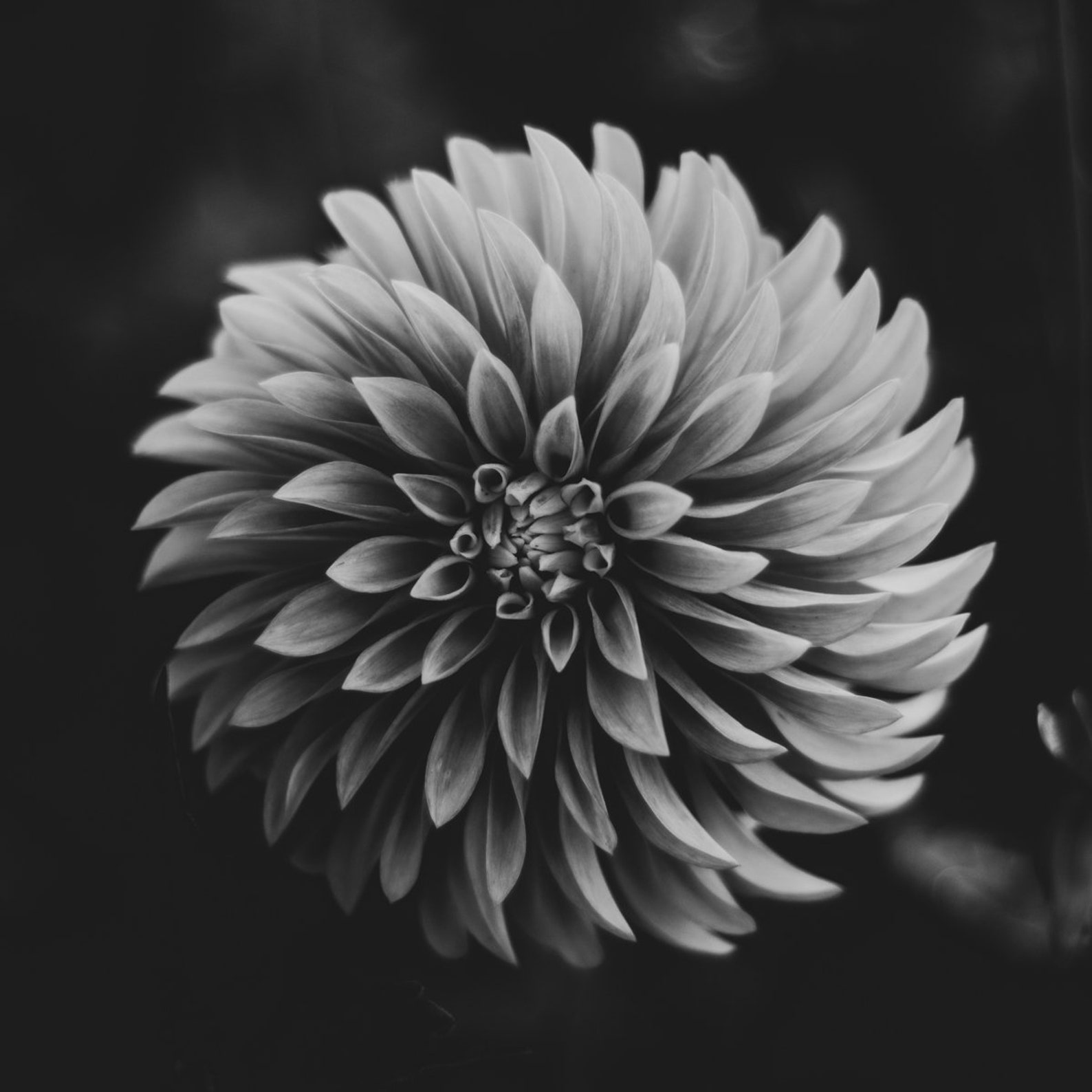 Printable Art BW Blooms Collection - Etsy