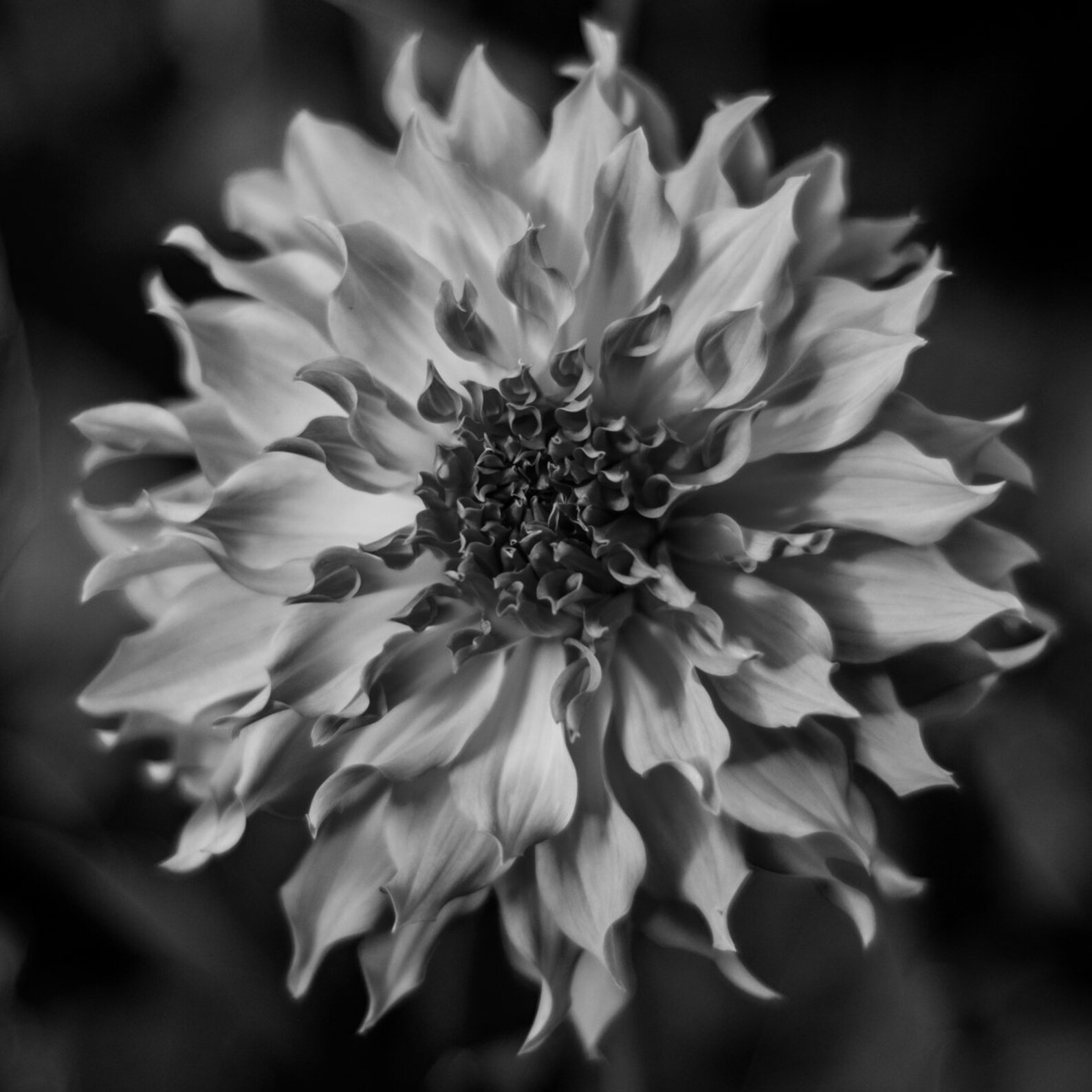 Printable Art BW Blooms Collection - Etsy