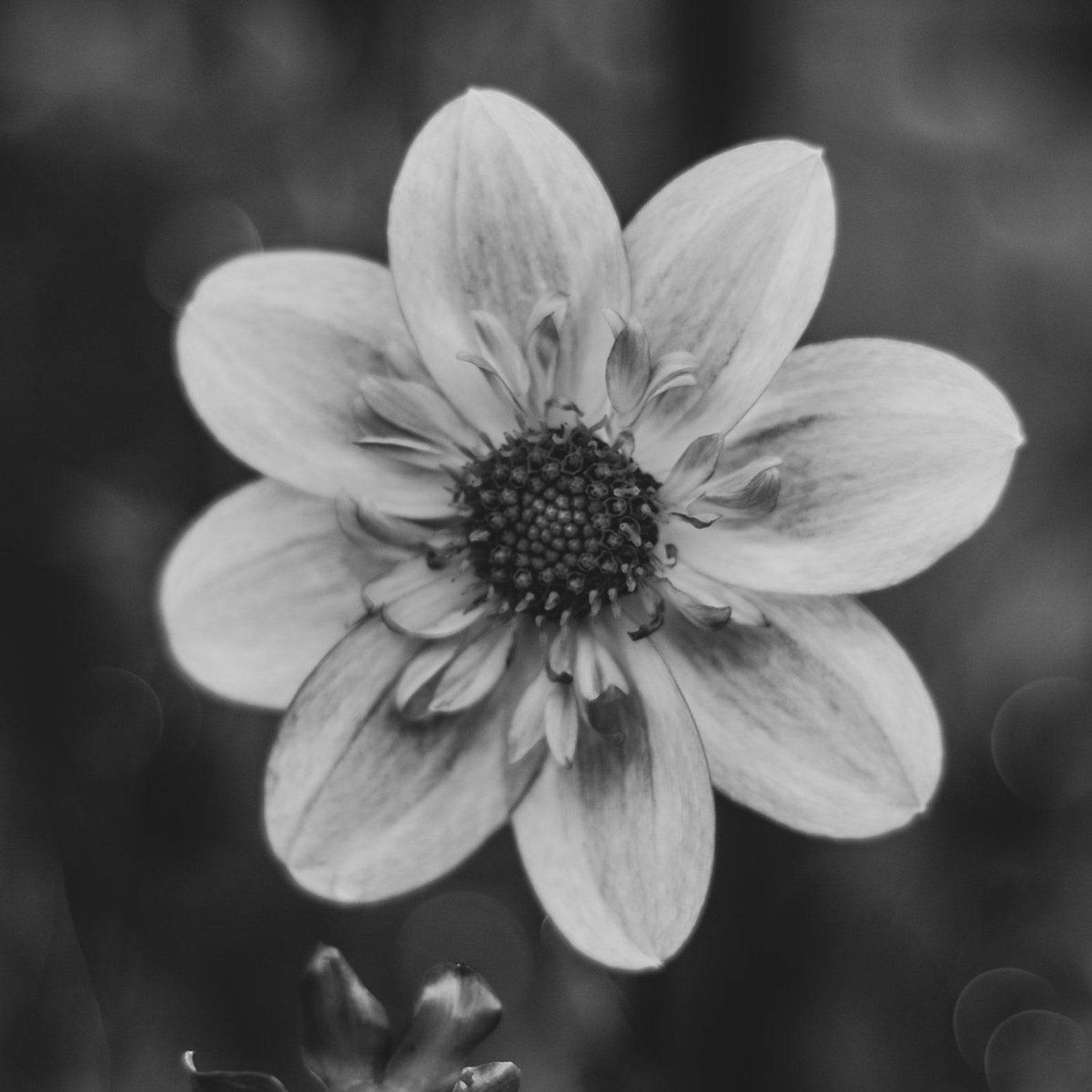 Printable Art BW Blooms Collection - Etsy
