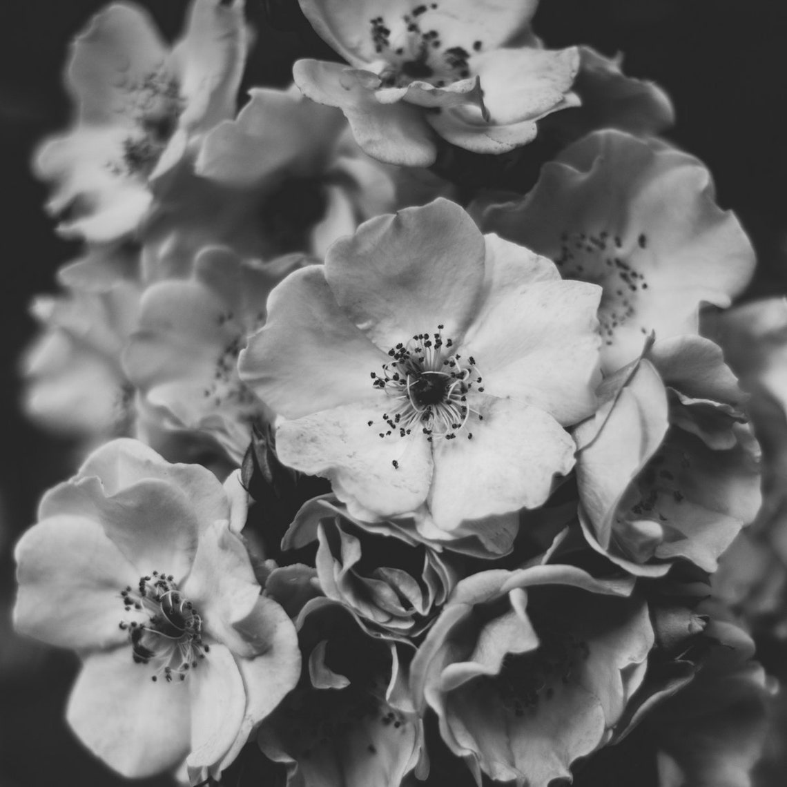 Printable Art BW Blooms Collection - Etsy