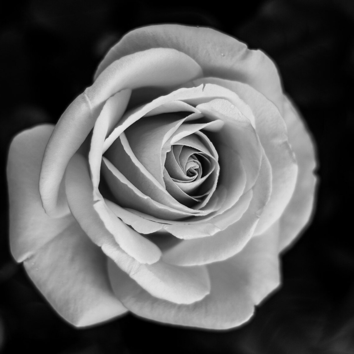 Printable Art BW Blooms Collection - Etsy