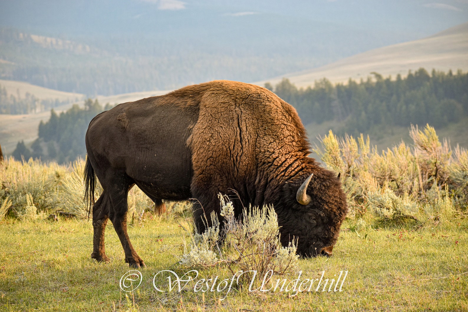 Yellowstone Bison Scene Digital Download, Bison in Yellowstone Image ...