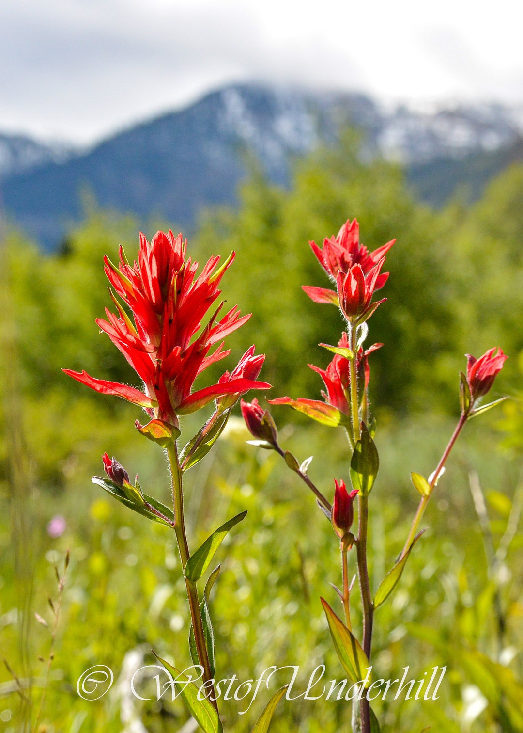 Indian Paintbrush Flower, Montana Flowers, Paintbrush Flowers - Etsy