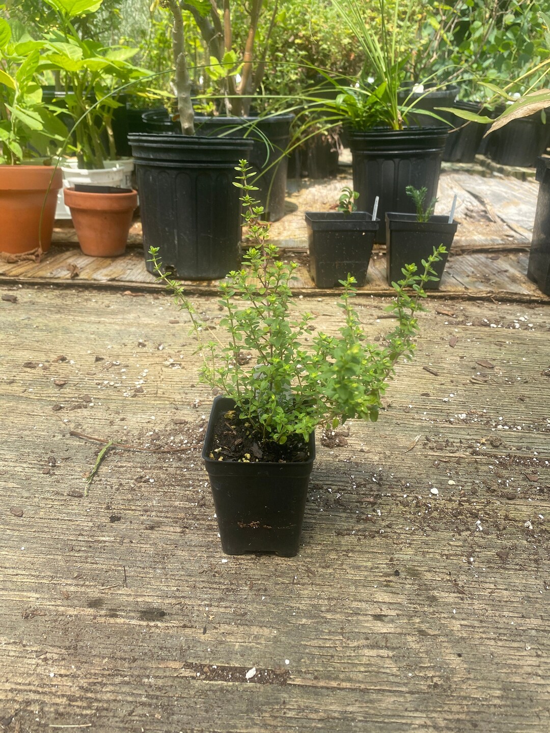 Thymus X 'broadleaf English' English Thyme Live Plant in 2.5in Pot - Etsy
