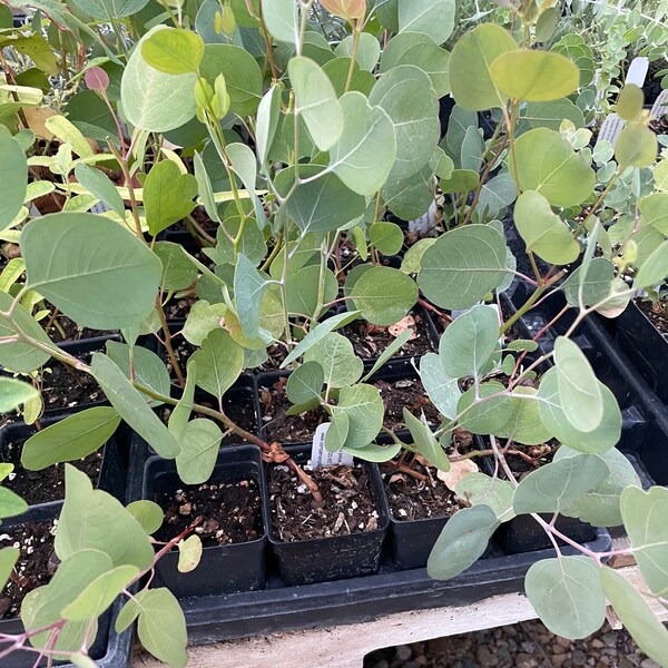 Live Eucalyptus Plant - Etsy
