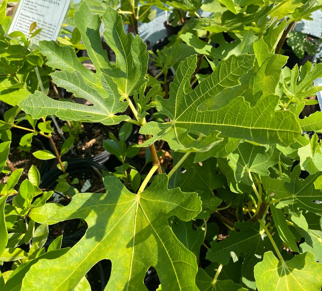 Italian Fig Self-pollinating Live Fig Tree in GALLON Pot - Etsy