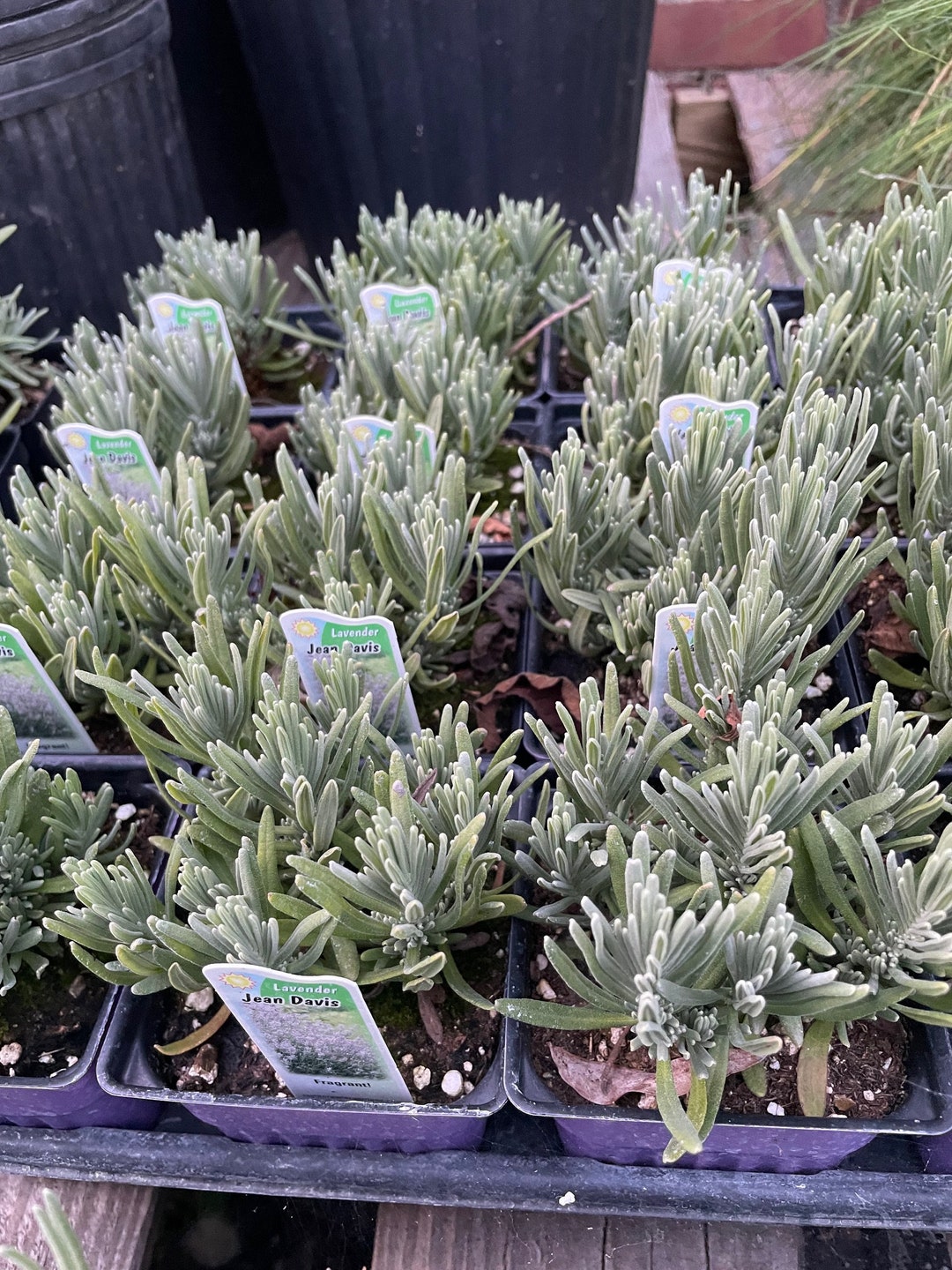 Lavandula Angustifolia 'jean Davis' Lavender Live Plant in 3 Pot - Etsy