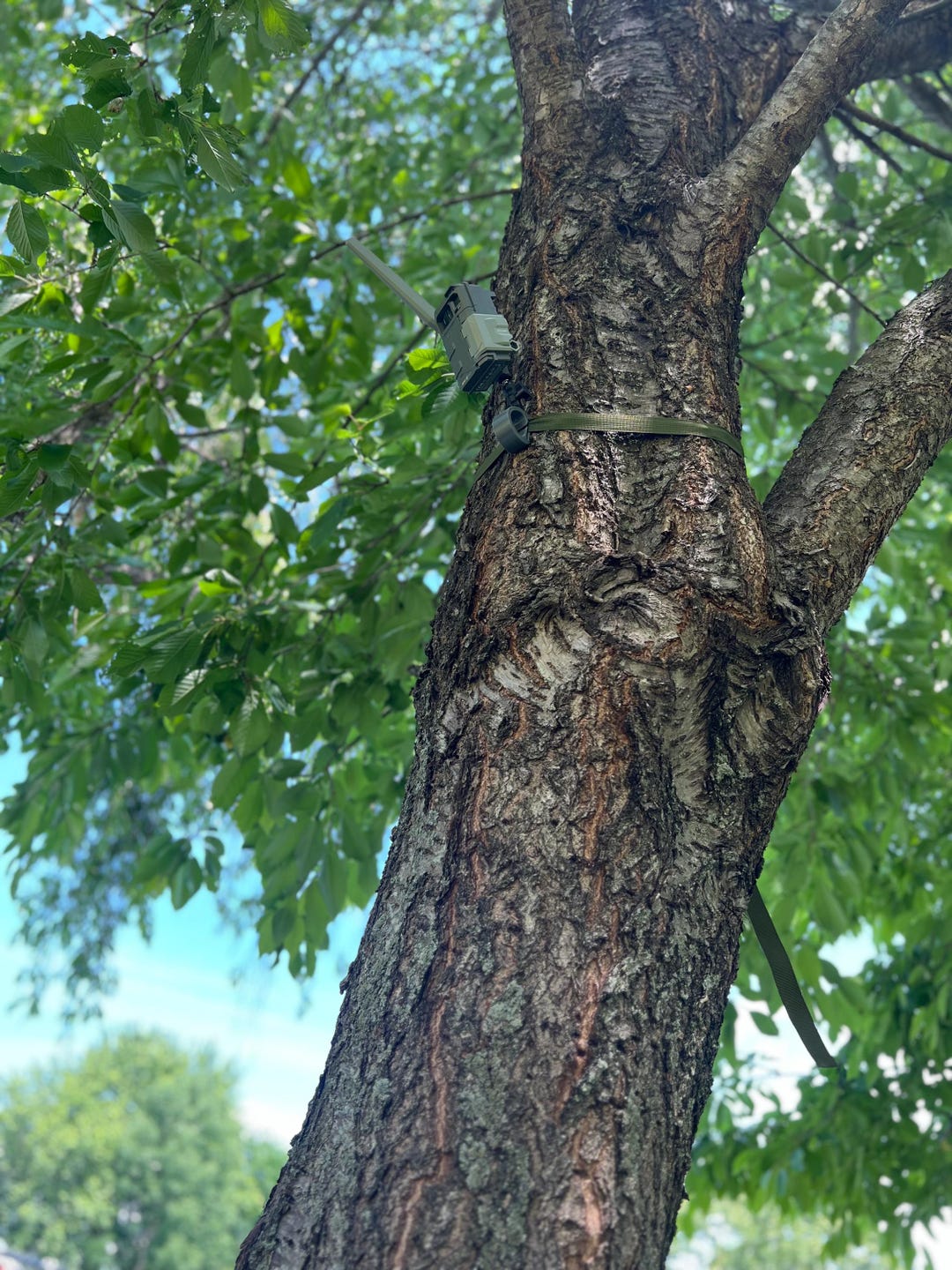 Compact Mock Scrape Hanger and Camera Mount Arm for Trail Cameras for ...