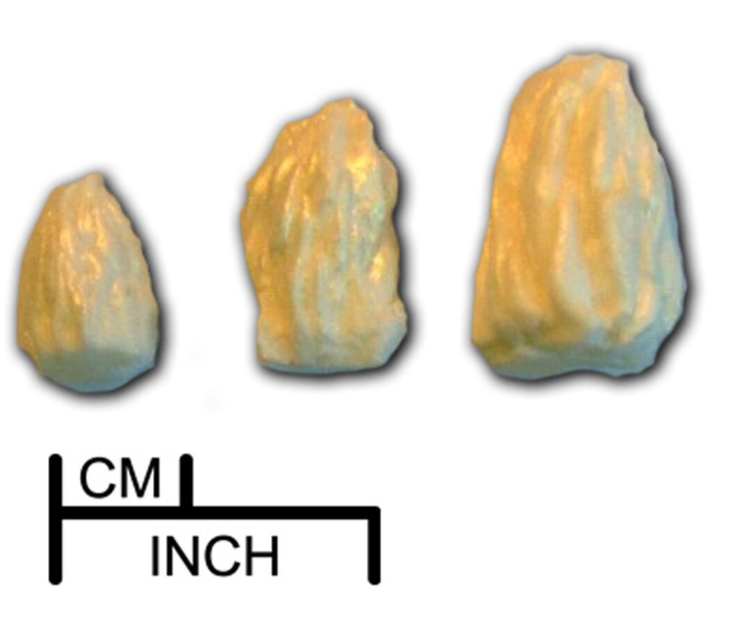 Magnolia Centres / Buds Mould Sugar Craft Cake Decorating Mould Mold - Etsy