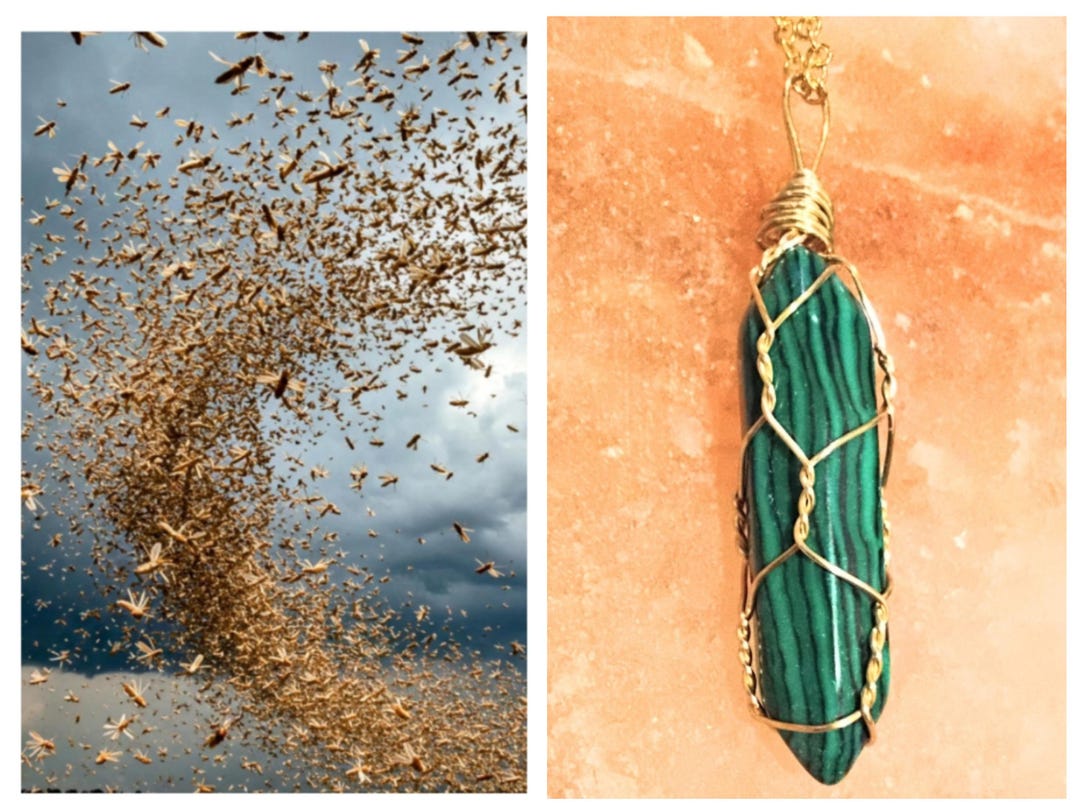 Swarm of Locusts Talisman Infest Your Pest! Black Magic Witchcraft ...