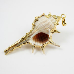 Shell Pendantnatural Cabrits Murex Pendant Gold Wrapped - Etsy