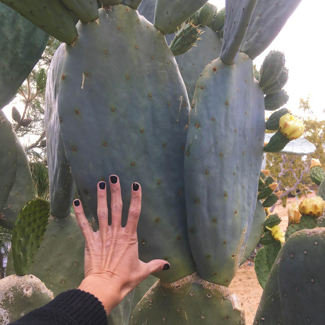 Bob Mojave Tree Prickly Pear Opuntia // Massive Native Hardy Prickly ...