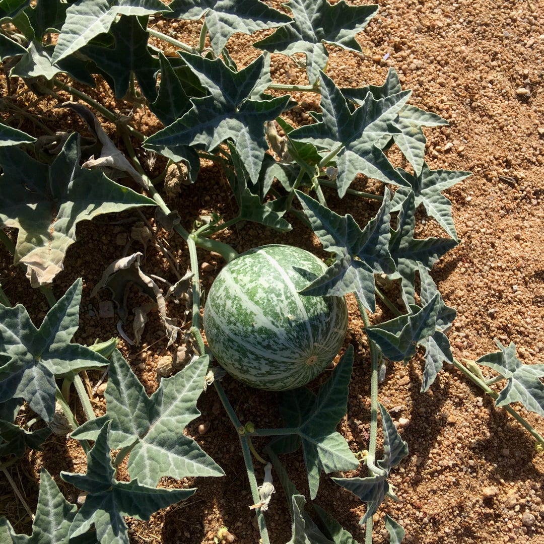 Coyote Gourd X20 Cucurbita Palmata // Desert Flowering Native Gourd ...