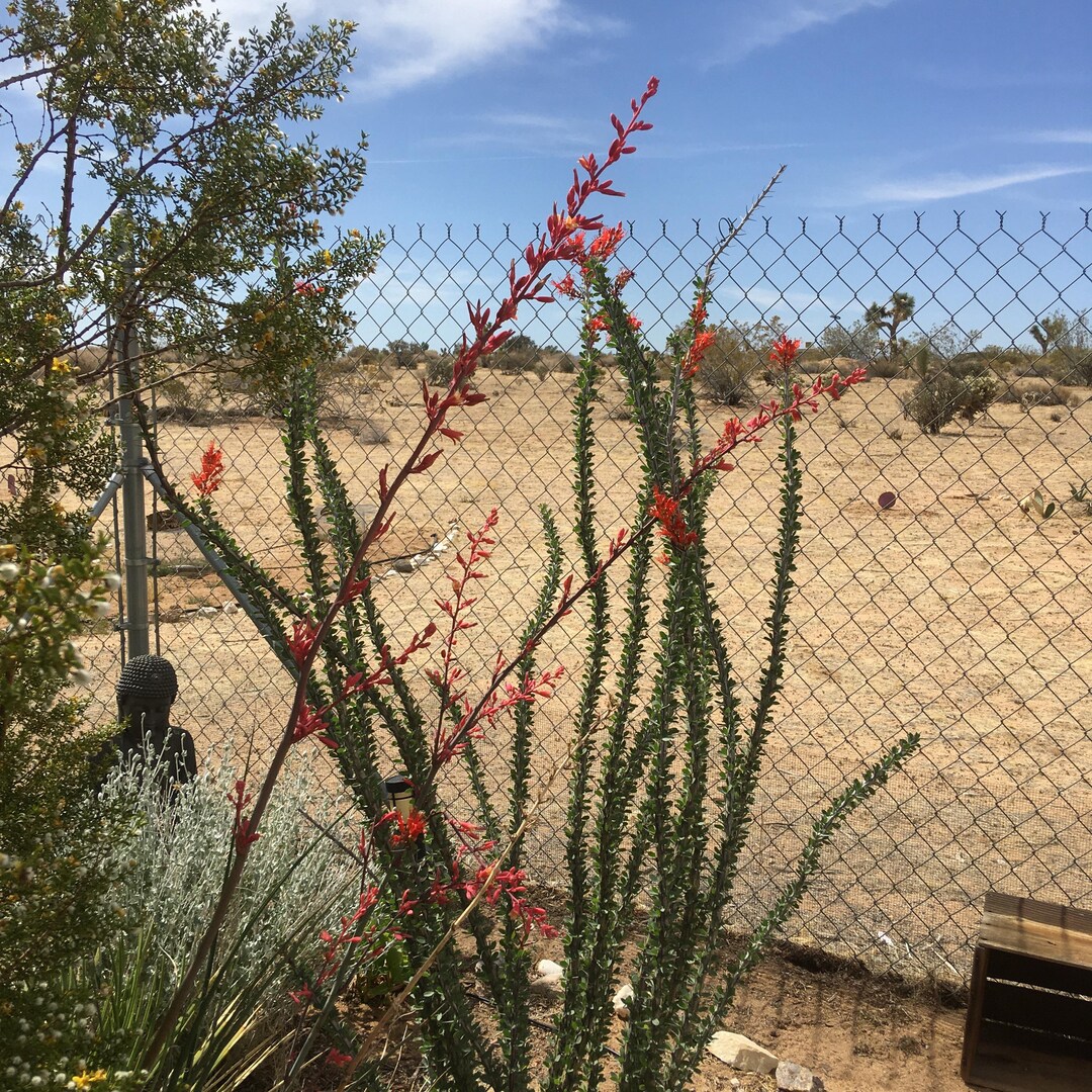Ocotillo Seeds X20 Fouquieria Splendens // Native California Succulent ...