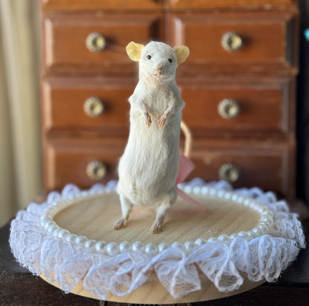 Ballerina Taxidermy Mouse - Etsy